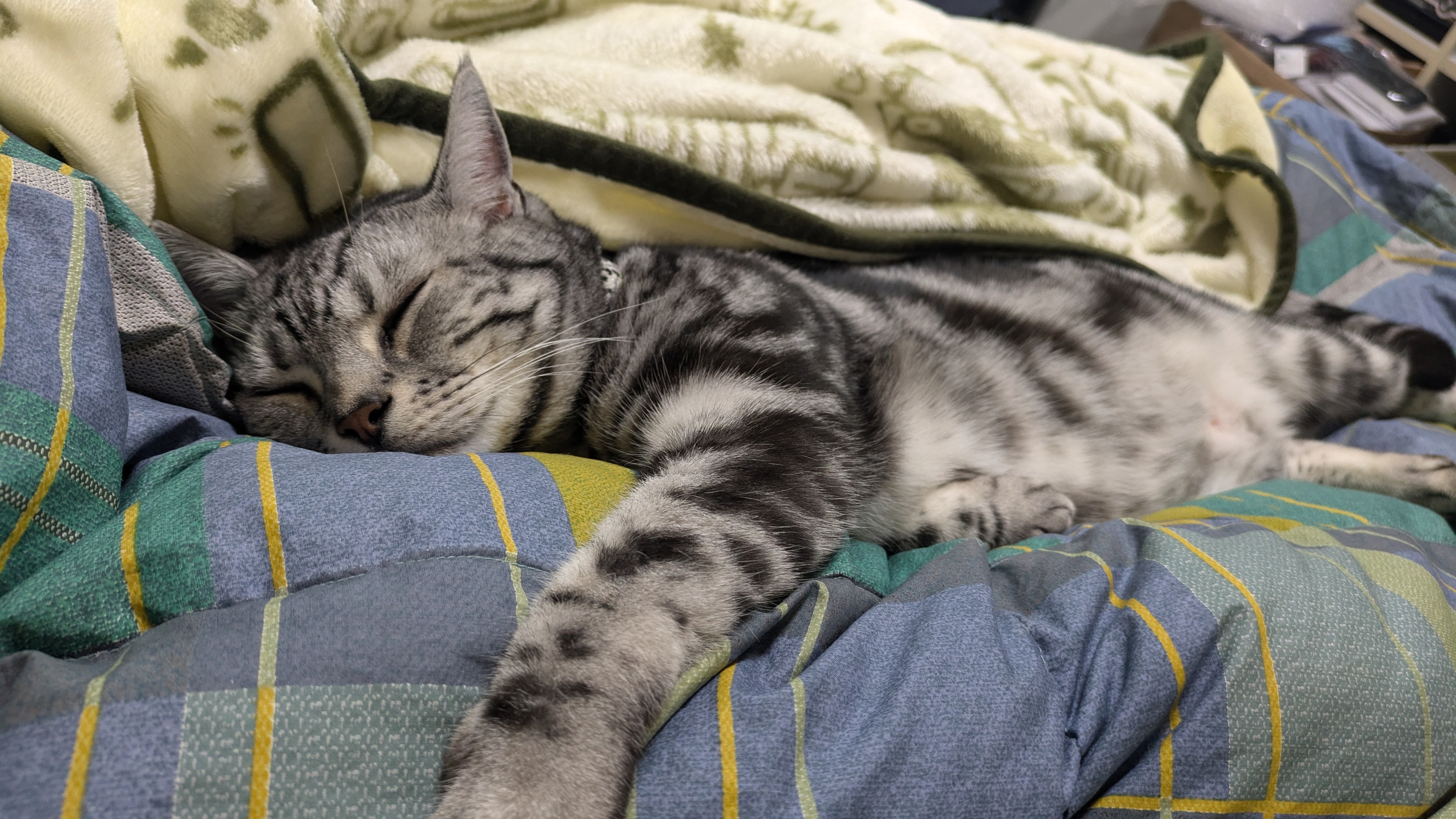 💥🐗 (@kaoga51neko@fedibird.com) - Fedibird